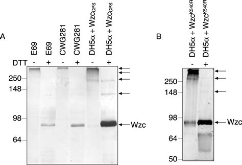 Impact Of Phosphorylation Of Specific Residues In The Tyrosine
