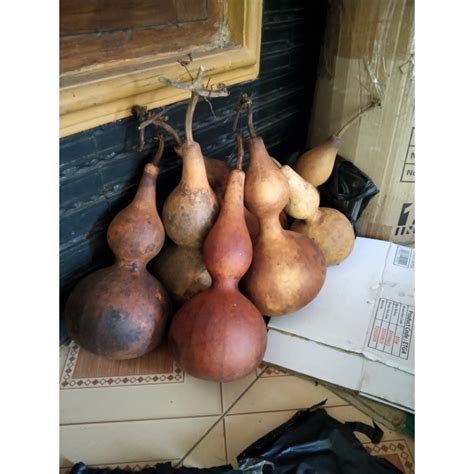 Jual Labu Botol Kering Labu Hias Labu Cina Labu Kendi Shopee
