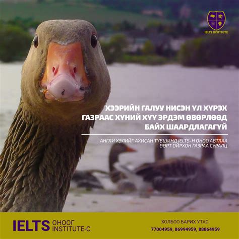 Ielts Institute Бид Монголын анхдагч өглөө эртийн анги