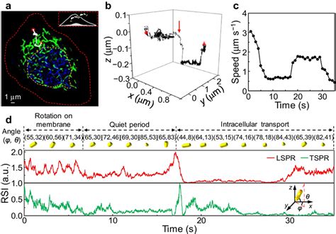 representative single 5 nm fu aunr 6d spatiotemporal tracking on the