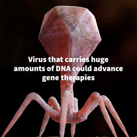 A Modified Virus That Can Carry Around 20 Times More Dna Than Existing