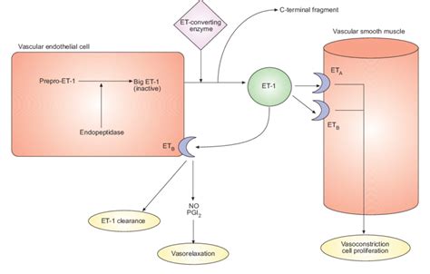 Simplified Schematic Of The Endothelin ET System Prepro ET 1 Is