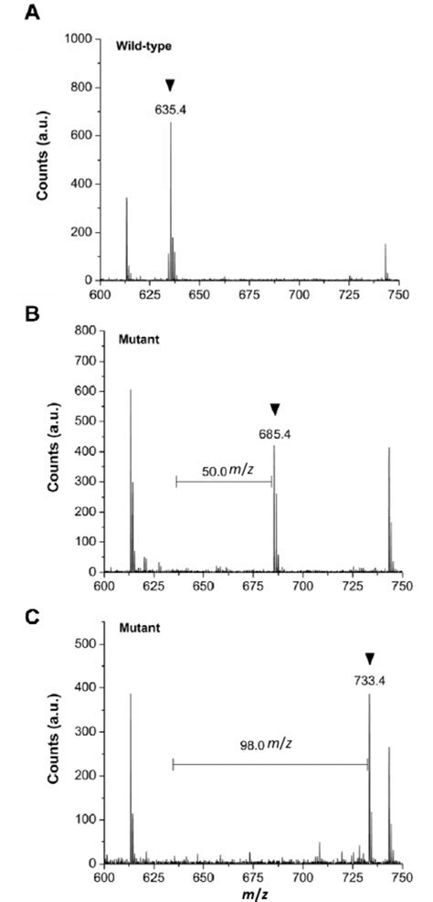 Confirmation Of In Vivo 2nal Incorporation By Maldi Tof Ms Analysis