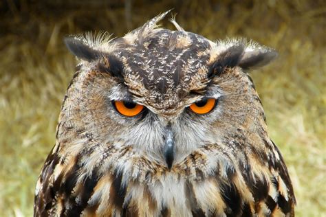 Wallpaper Of Owl Orange Eyes Owl 9811
