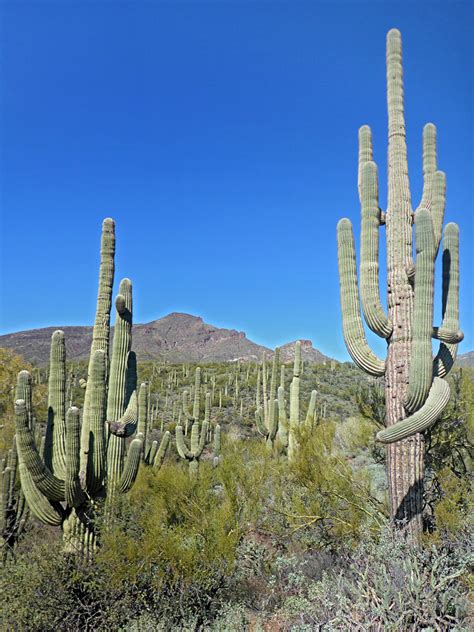 Many Saguaro Jewel Of The Creek Preserve Arizona