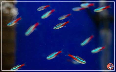 How To Sex Neon Tetras Male Or Female Aquariumnexus