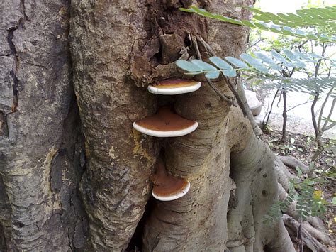 Ganoderma Lucidum Complex Eflora Of India