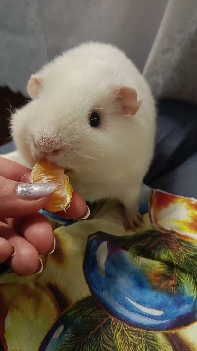 Время кушать ароматные мандаринки🍊 Youtube