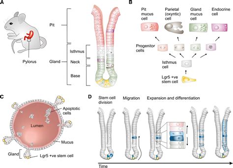 Tissue Resident Adult Stem Cell Populations Of Rapidly Self Renewing