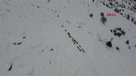 ElaziĞda DaĞ KeÇİsİ İle Yaban Domuzu SÜrÜsÜ Dronla GÖrÜntÜlendİ Son