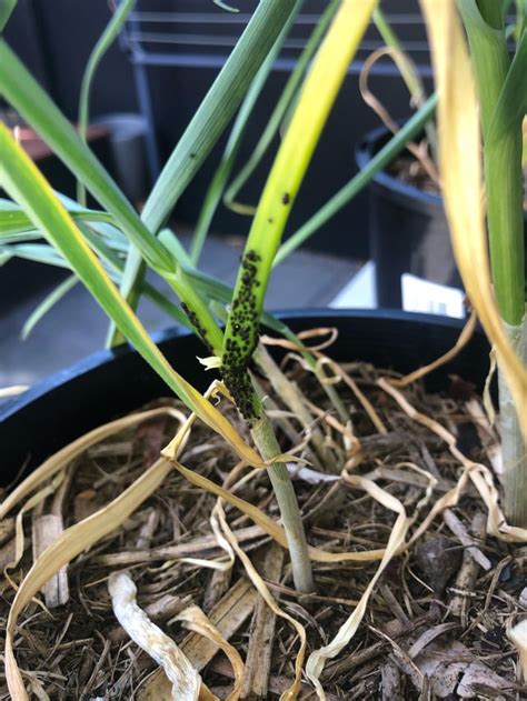 What Are These Bugs On My Garlic Plant R Gardening