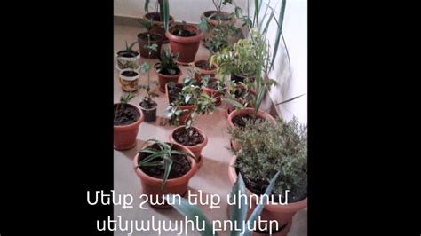 Սենյակային բույսեր Youtube