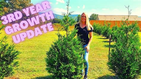 How Fast Do Thuja Green Giant Arborvitae Really Grow 3rd Year Growth