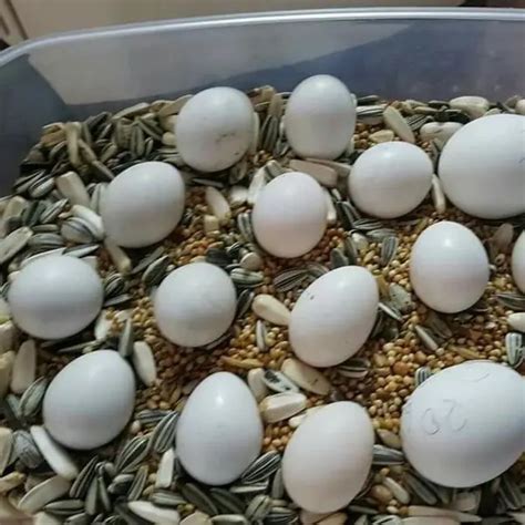 Fertile Macaw Eggs For Sale Conure Birds Aviary