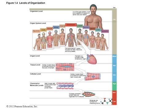 AP Chapter Intro To AP Flashcards Quizlet