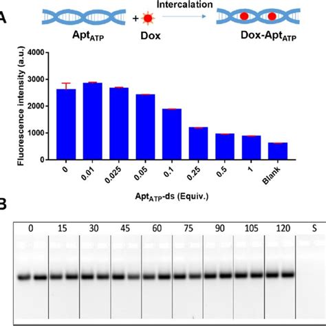 The Percentages Of Viable Apoptotic And Necrotic Cells In Mda Mb 231