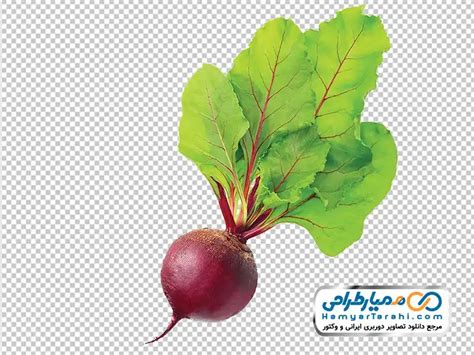 تصویر چغندر قرمز 07180553