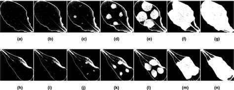 binary classification of time lapse images shown in figure 7 using the