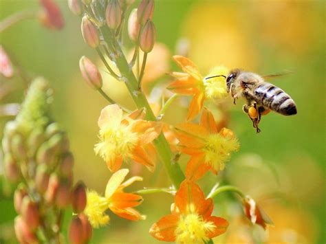 Wallpaper Bee Flying Grass Hd Widescreen High Definition Fullscreen
