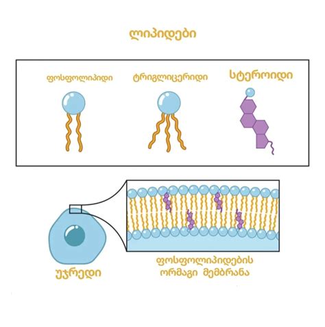 ბიოლოგია ლიპიდები ️