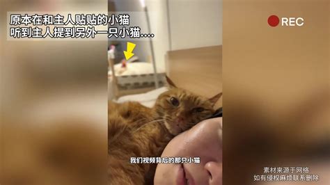猫咪居然能听得懂主人的话 还会吃醋！