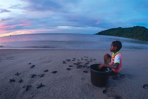 Decolonizing Sea Turtle Conservation — The State Of The Worlds Sea