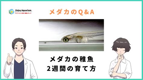 夜桜メダカゴールド・ブルーの特徴と作り方・固定率・値段相場 アクアリウムtips「メダカの飼い方事典」