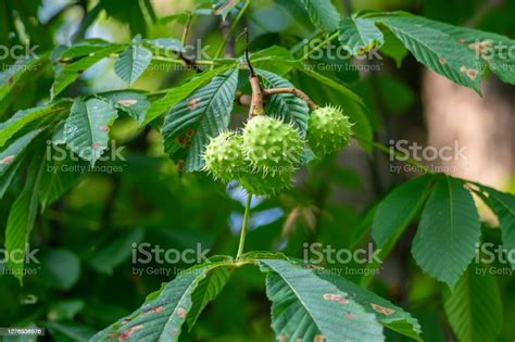 잎과 말 밤이라고 불리는 가시 과일 콩커 나무의 세부 사항과 함께 Aesculus 하마의 가지 0명에 대한 스톡 사진 및 기타