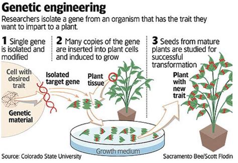 Genetically Engineered Plants