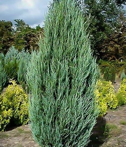 Juniper Cologreen Pine Lane Nursery