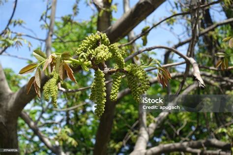 5 월 푸른 하늘을 배경으로 Juglans Regia의 Catkins를 가까이서 볼 수 있습니다 0명에 대한 스톡 사진 및 기타 이미지 Istock