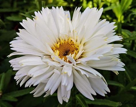 Purity Leucanthemum Maximum Sweet Daisy® Rebecca Ladygaladhiel