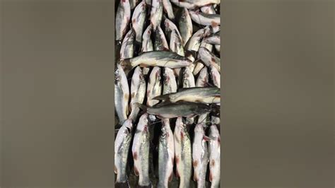 এখানের খালে বিলে প্রচুর টেংরা মাছ পাওয়া যায়। Fish Youtube
