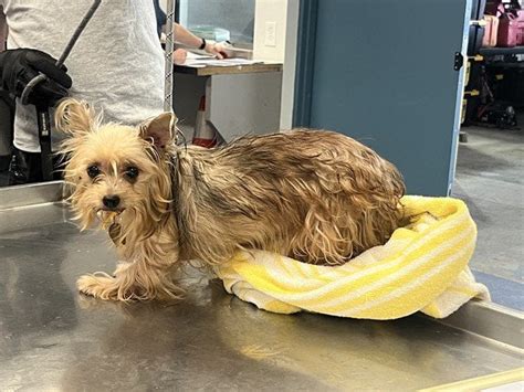 Missouri Humane Society Saves 63 Puppies And Dogs In Largest Rescue Of