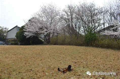 日本艺术类院校篇爱知县立艺术大学 知乎