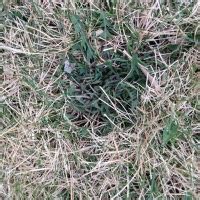 Yardbot Weeds Object Detection Dataset And Pre Trained Model By Russ Hall