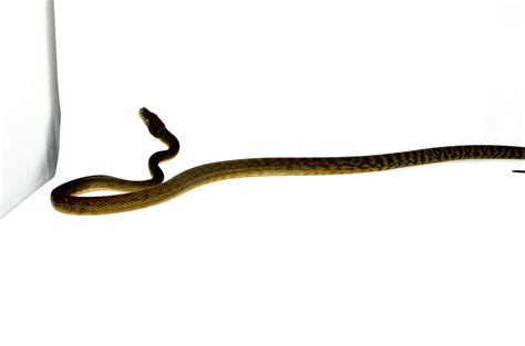 Barneck Scrub Python For Sale American Reptile Distributors