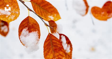 雪に覆われた赤い葉の枝の写真 Unsplashのモスクワの無料画像