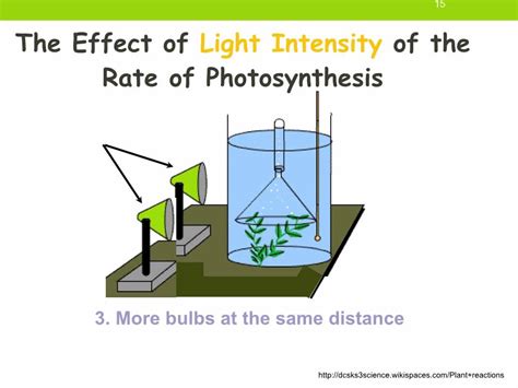 Light Intensity And Photosynthesis Experiment