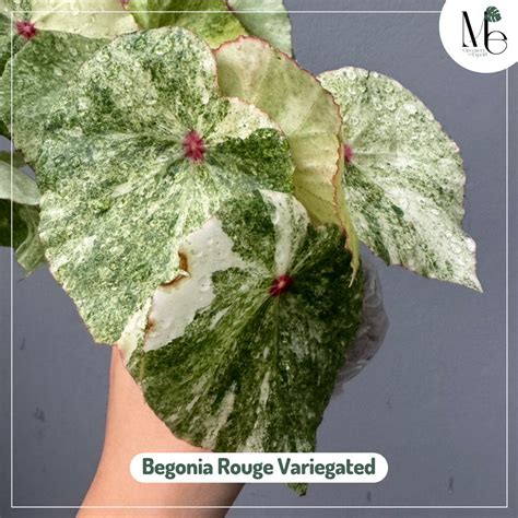 Begonia Rouge Variegated