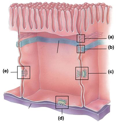 Diagram Of Human Anatomy Midterm 2 Quizlet