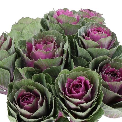 Brassica Ruby Crane 70cm Wholesale Dutch Flowers And Florist Supplies Uk