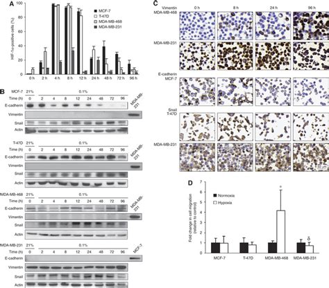 Emt Marker Expression And Migratory Capacity In Breast Cancer Cell