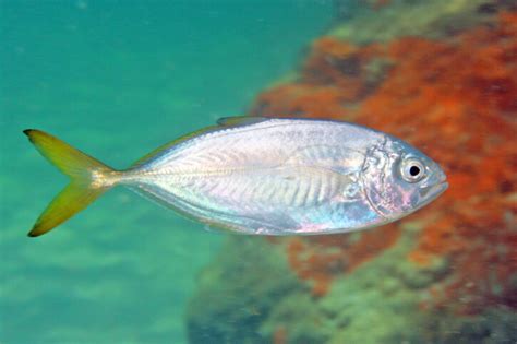 Carangue Coubali • Caranx Crysos • Fiche Poissons