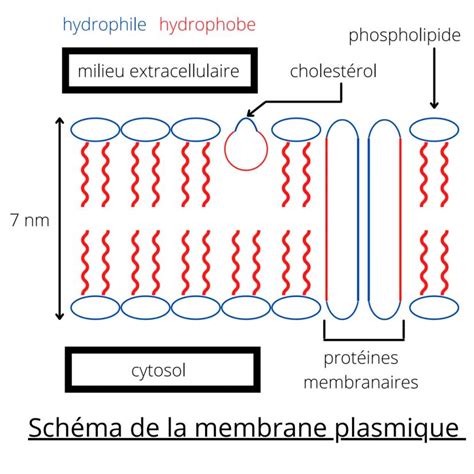 Schéma Simple Et Résumé De La Structure Et Fonction De La Membrane