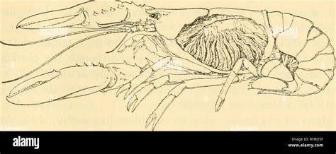 Class Arachnida