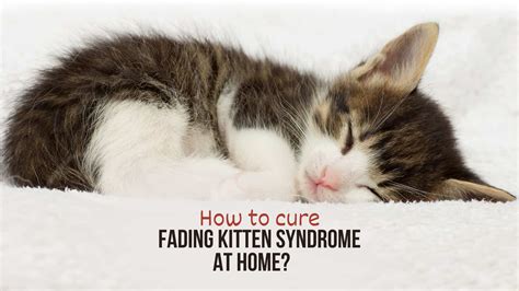 How To Cure Fading Kitten Syndrome At Home