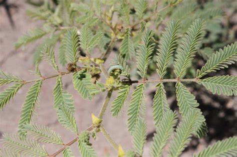 Neptunia Scutata · Inaturalist Mexico