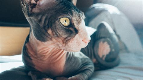 58 Gambar Kucing Sphynx Gokil