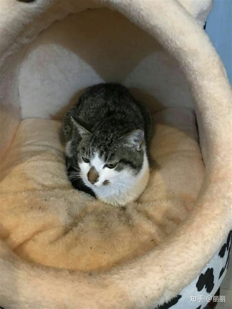 求靠谱主人领养一岁半猫咪 知乎